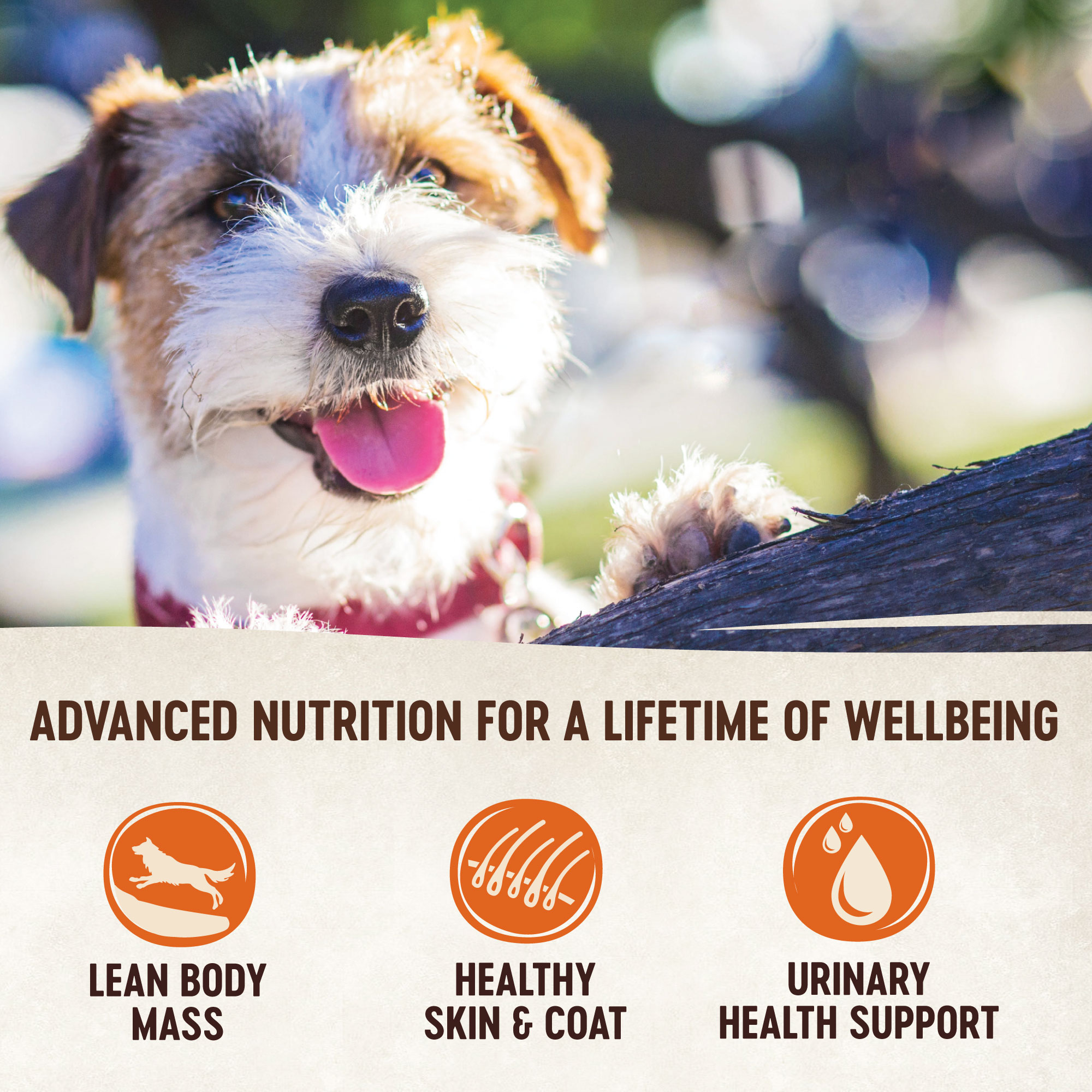 Wellness CORE Small Breed Mini Meals for Dogs: Shredded Variety Pack ...